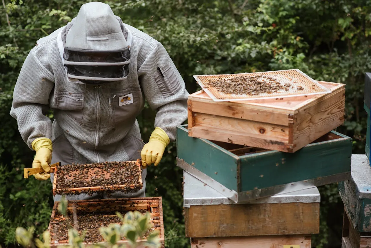 Honey Harvest Equipment Every Beekeeper Should Keep Handy